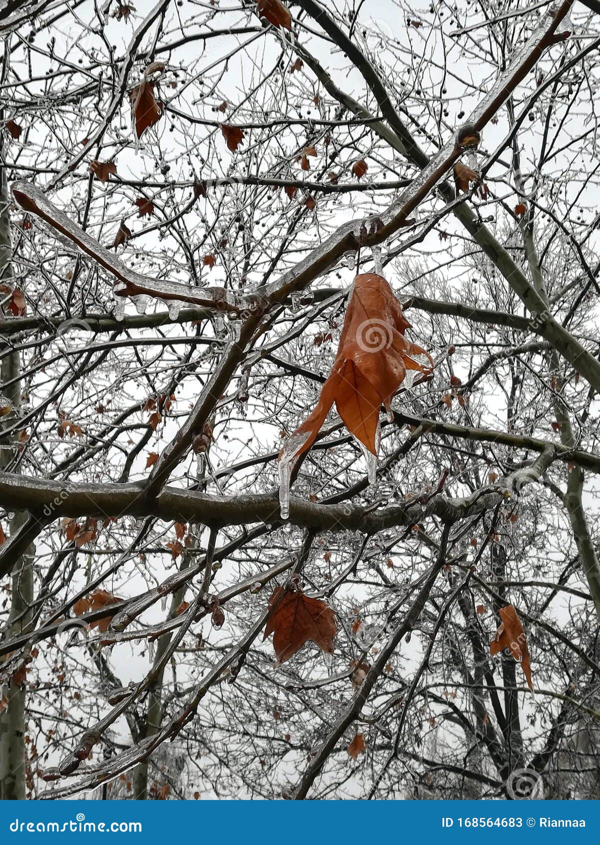 Frozen Oak Tree Leaves and Branches Stock Image - Image of branches ...