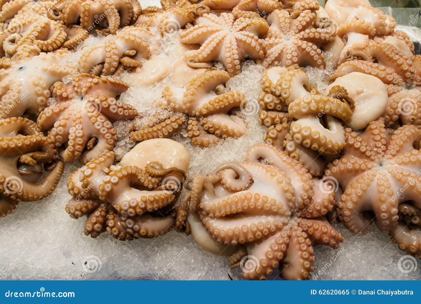 Frozen octopus stock image. Image of food, closeup, diet - 62620665