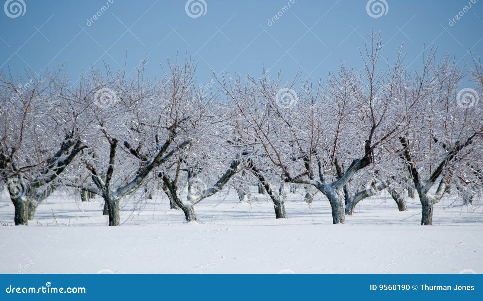 Frozen Orchard stock photo. Image of frozen, winter, orchard - 9560190