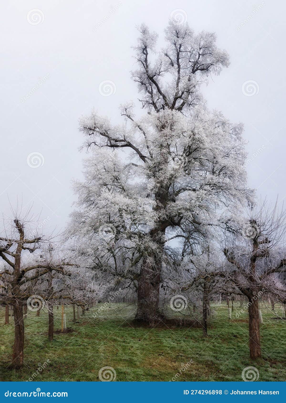 Frozen Orchard on a Cloudy and Cold Winter Day Stock Photo - Image of ...
