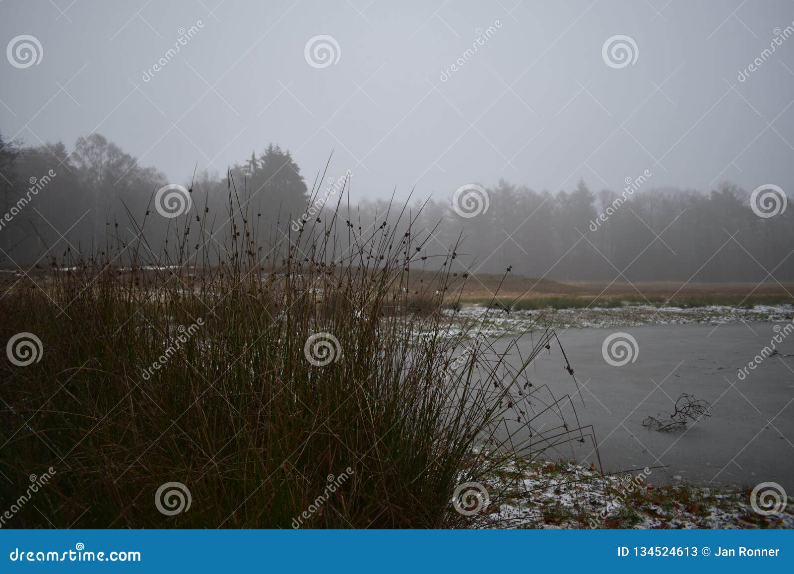 Frozen Over Fen in a Forest Stock Image - Image of water, dutch: 134524613
