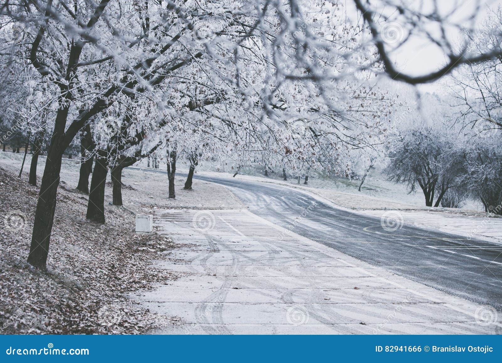 Frozen path and trees stock photo. Image of freeze, nature - 82941666