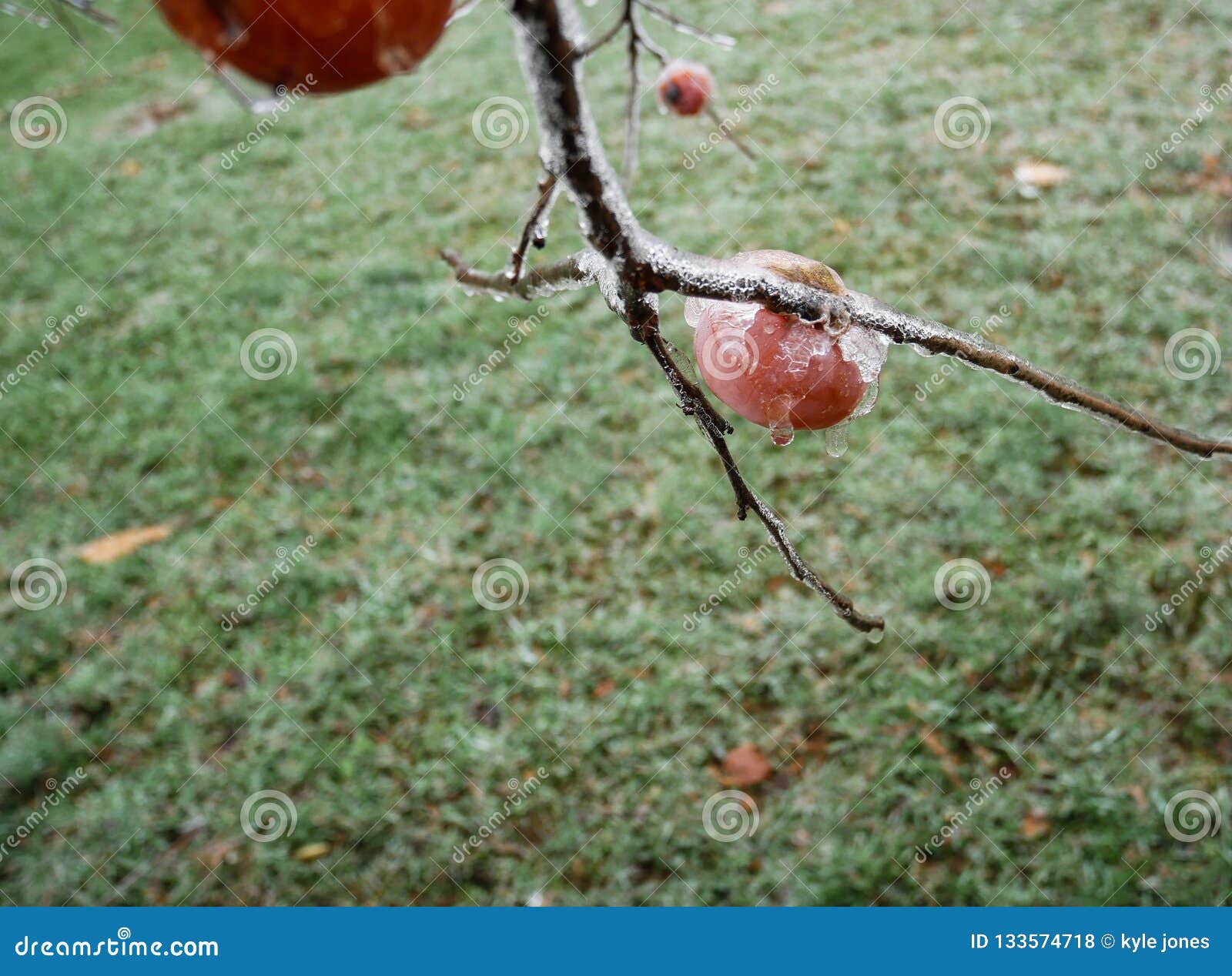 Iced persimmon stock photo. Image of hoosier, fruits - 133574718