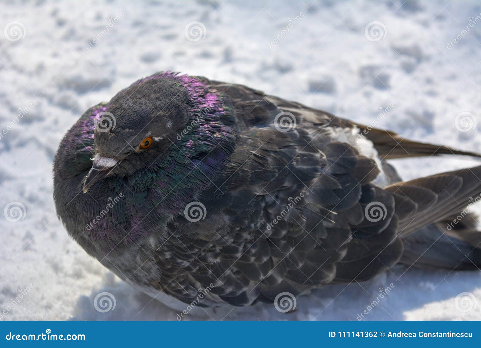 Frozen pigeon stock photo. Image of beautiful, beauty - 111141362