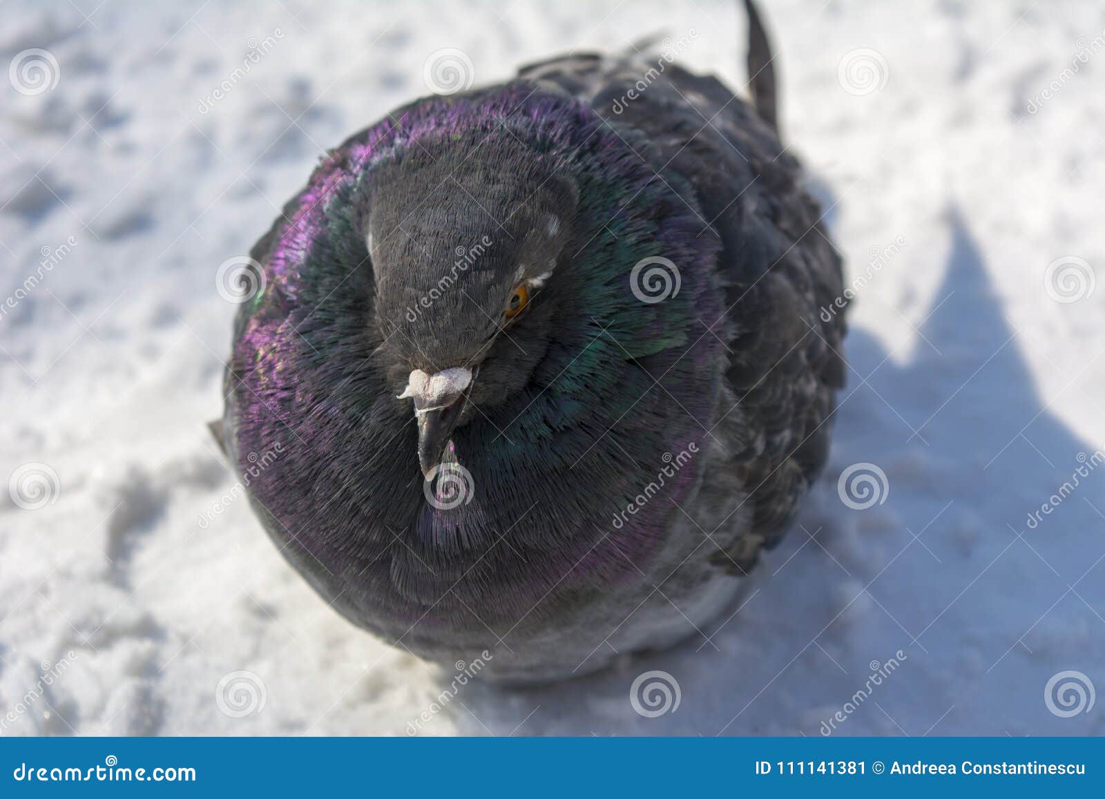 Frozen pigeon stock image. Image of girl, model, health - 111141381
