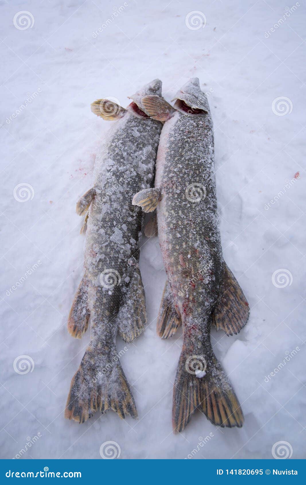 Frozen pike fish stock image. Image of catch, fishing - 141820695