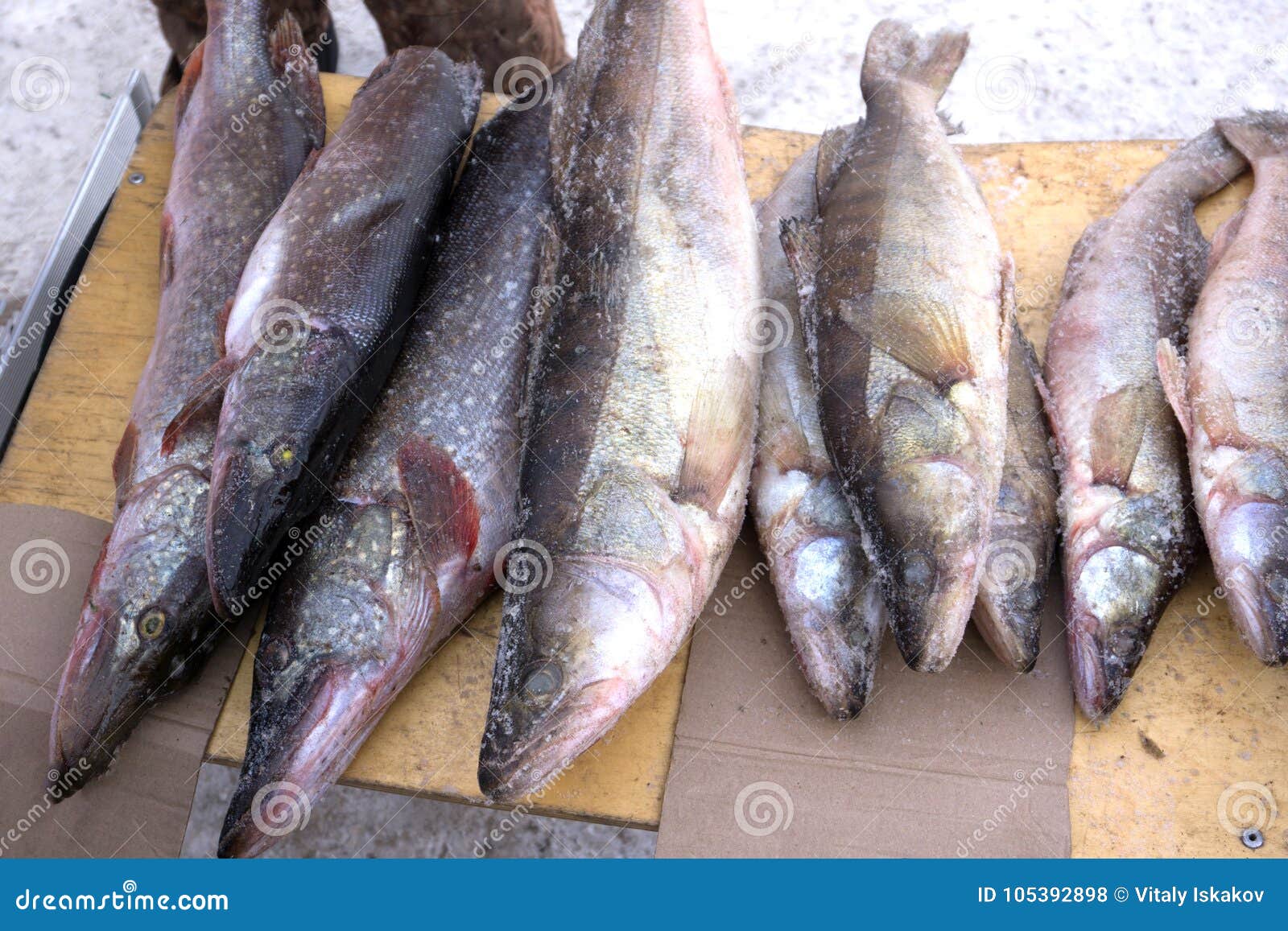 Frozen Pike and Pike Perch 1 Stock Photo - Image of people, frozen ...
