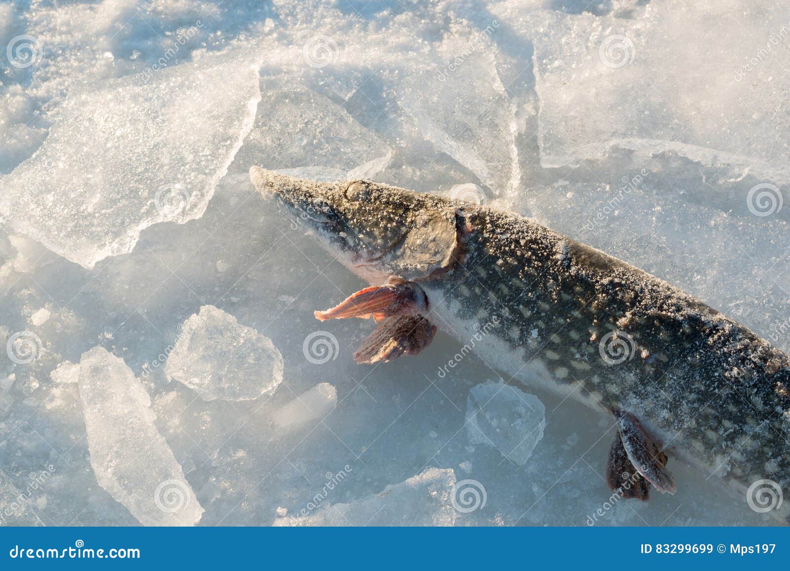 Frozen Pike with Pieces of Ice at a Frozen Lake Stock Image - Image of ...