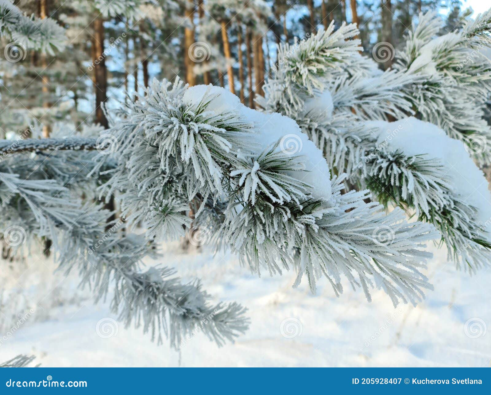 Frozen Pine Branch. a Tree Covered with Ice in the Cold Stock Image ...