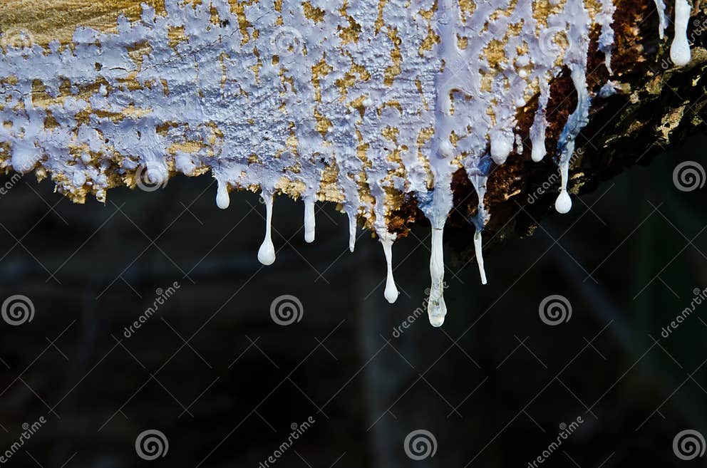 Frozen Pine Sap stock photo. Image of cold, tree, nature - 29987876