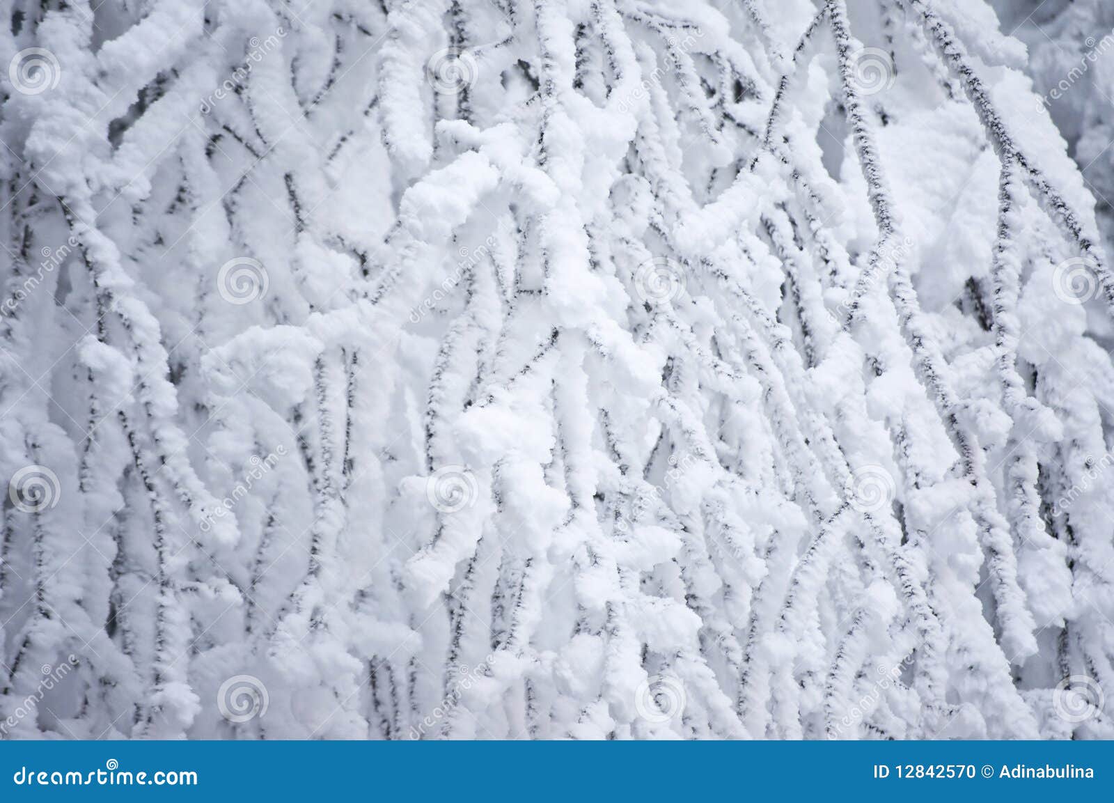 Frozen pine tree stock photo. Image of december, needle - 12842570