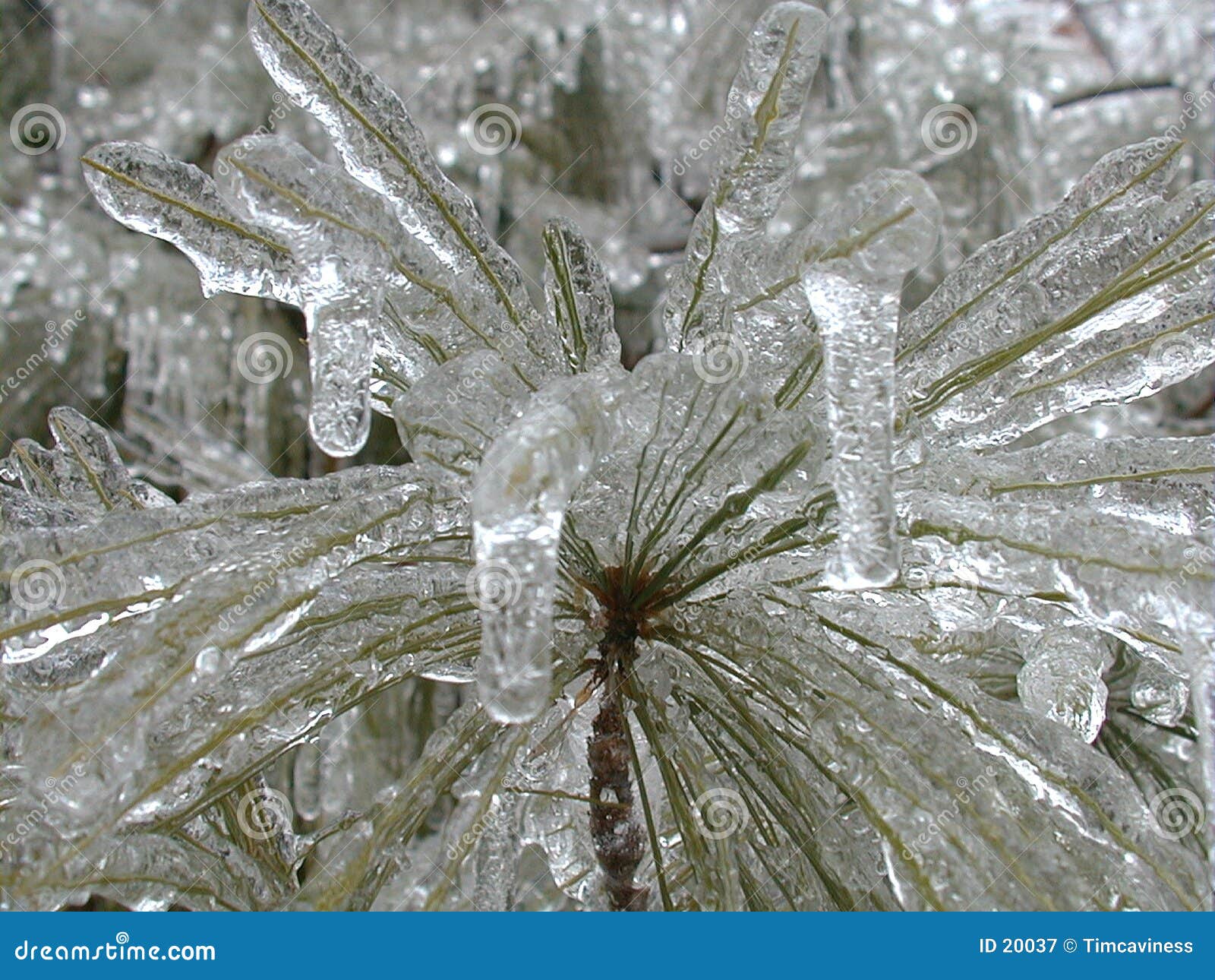 Frozen Pine Tree 2 stock image. Image of tree, frozen, texture - 20037