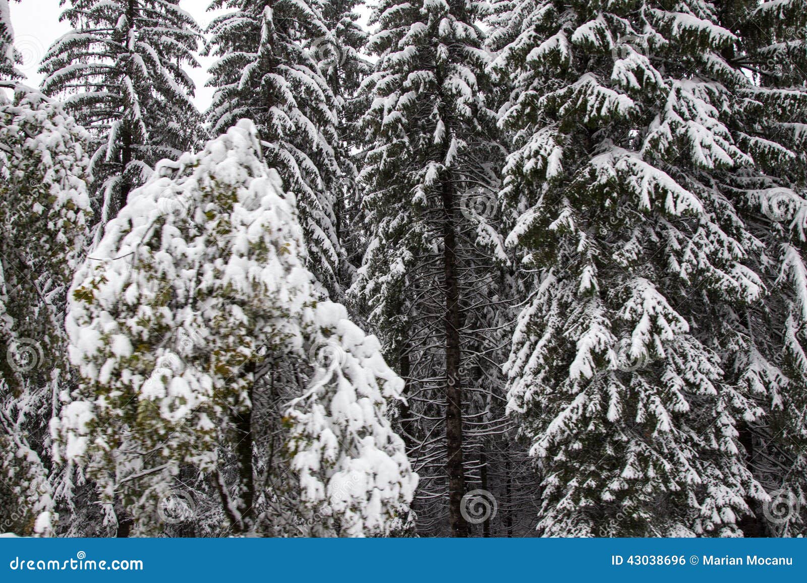 Frozen pine tree stock photo. Image of frost, filter - 43038696