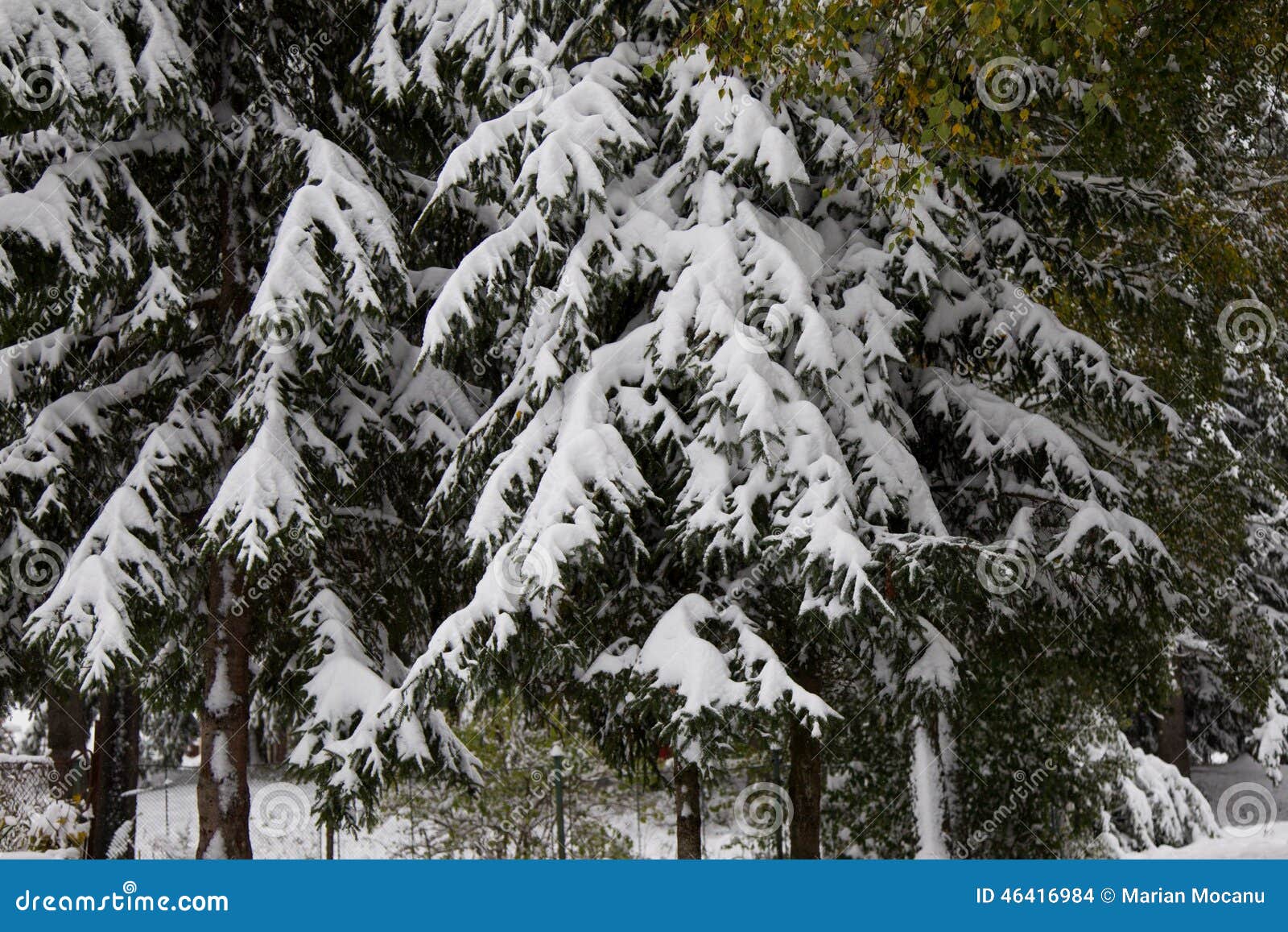 Frozen pine tree stock photo. Image of christmas, card - 46416984