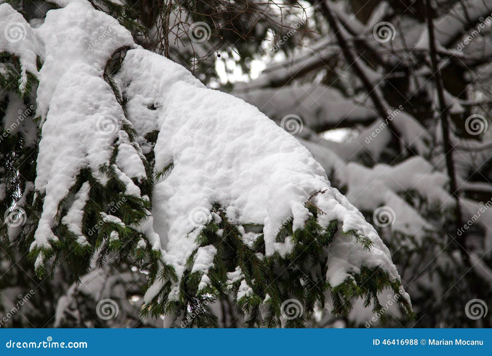 Frozen pine tree stock photo. Image of grass, leaves - 46416988