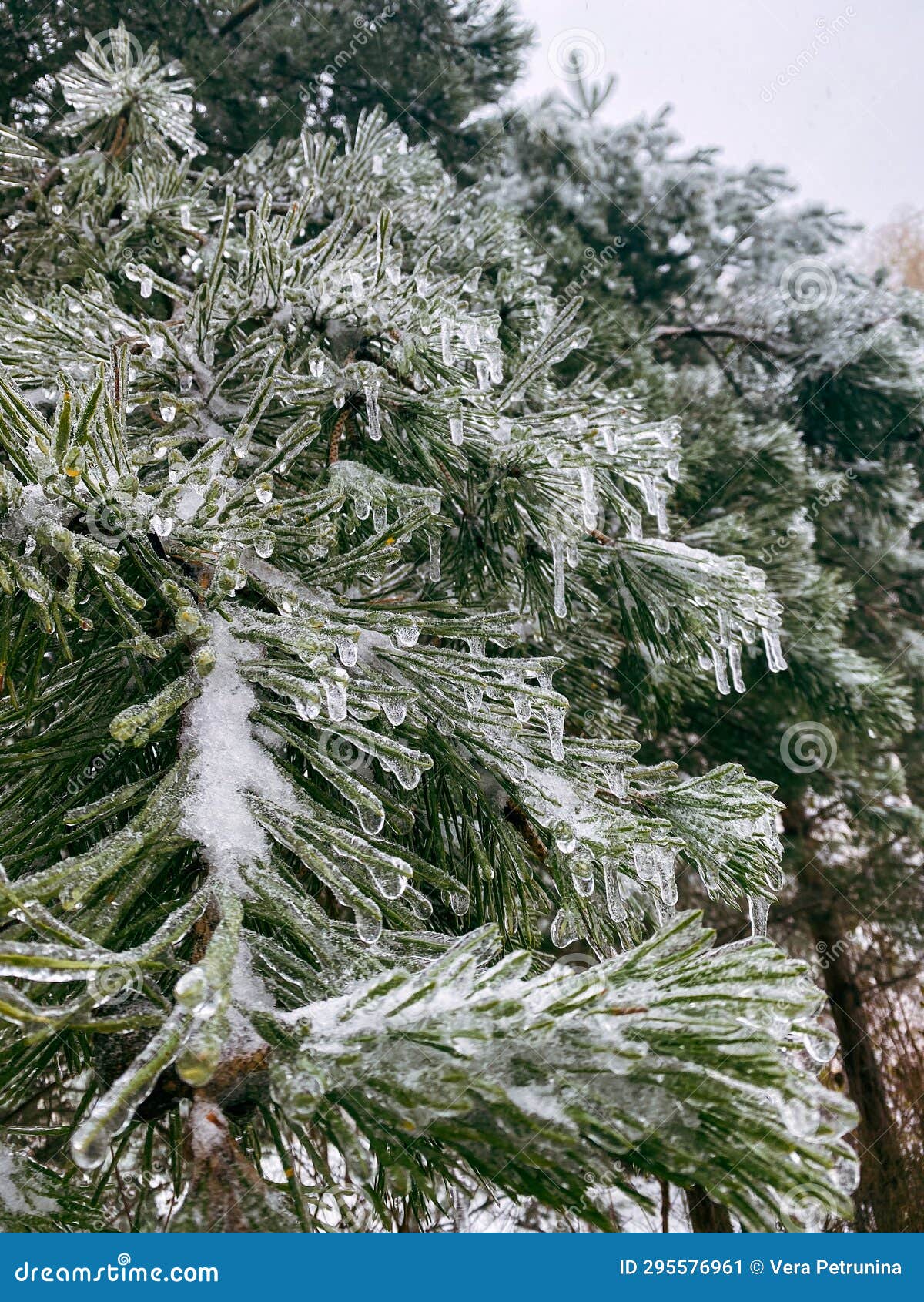 Frozen Pine Tree Branch Covered with Ice after Snowstorm Stock Image ...