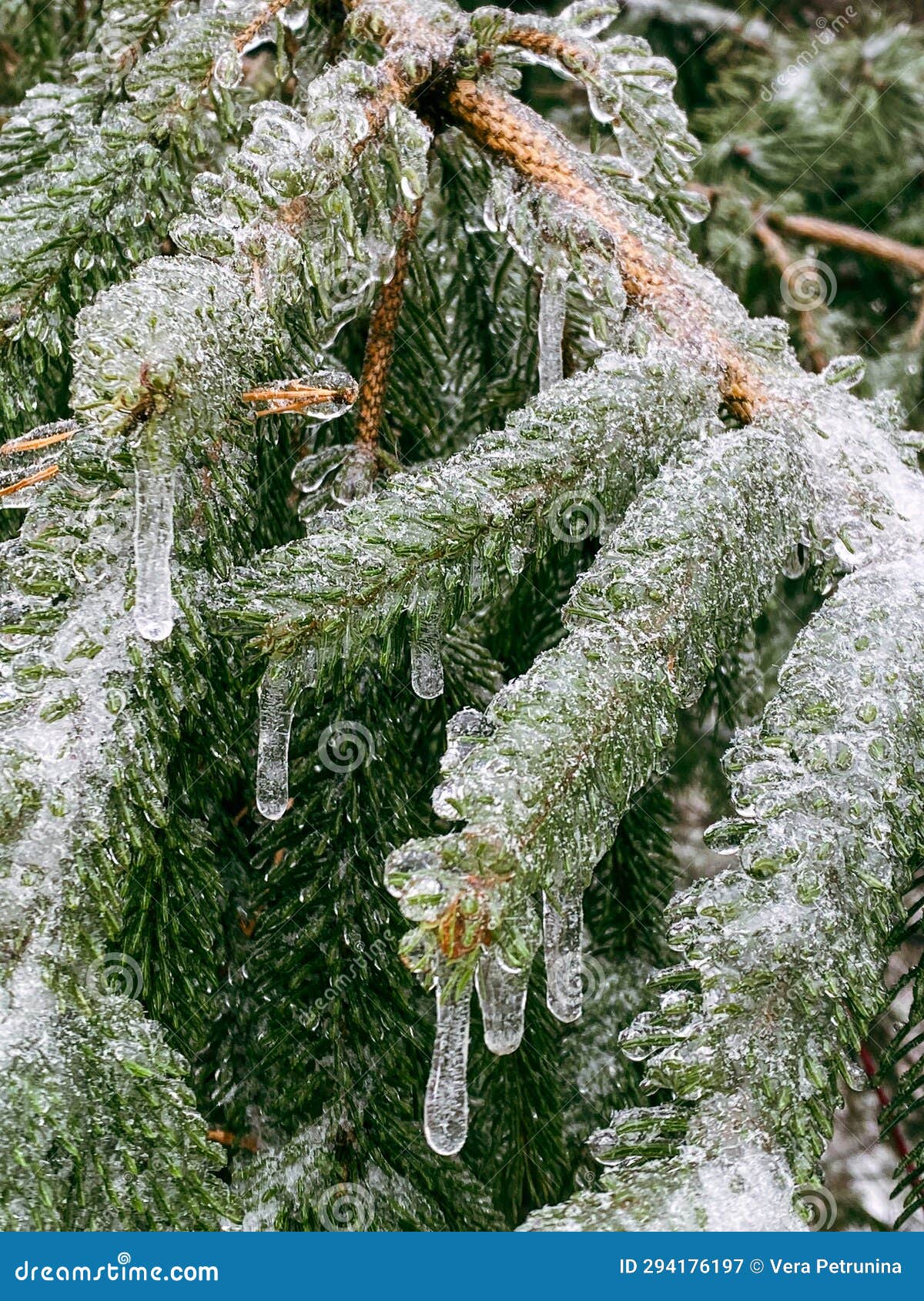 Frozen Pine Tree Branch Covered with Ice after Snowstorm Stock Image ...