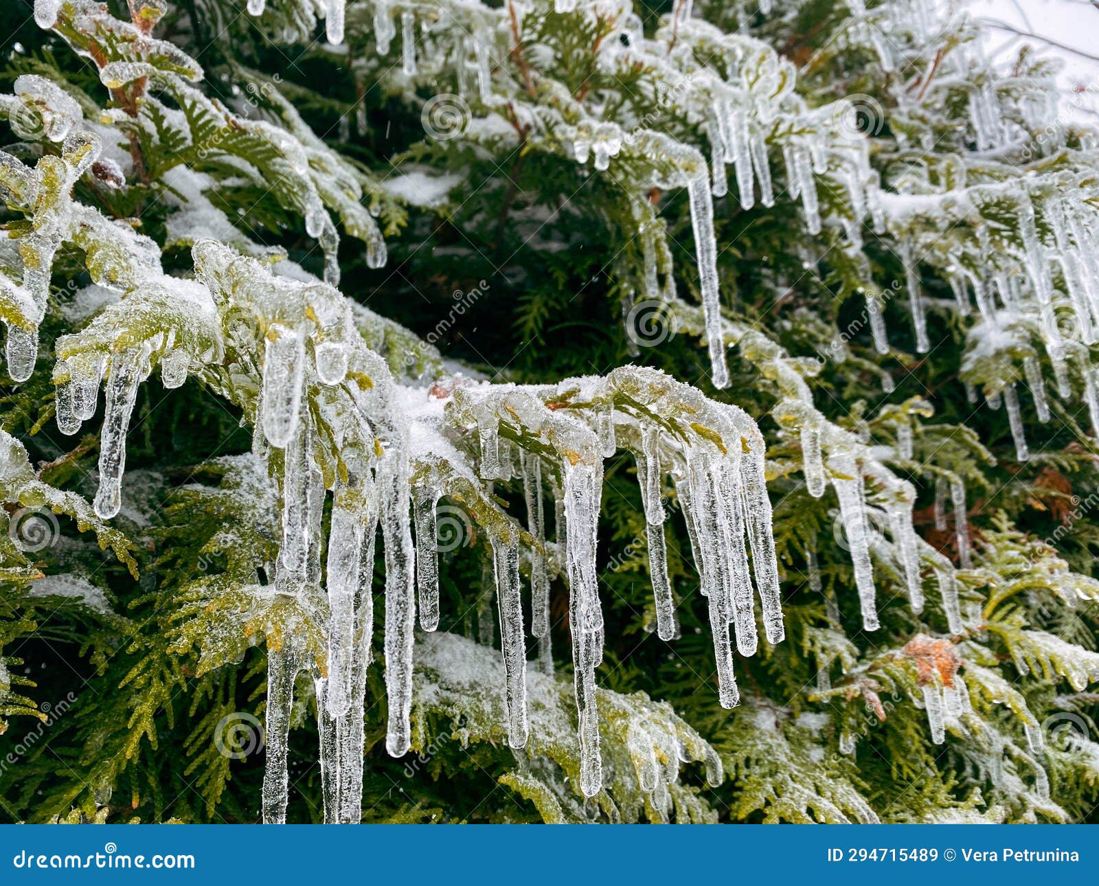 Frozen Pine Tree Branch Covered with Ice after Snowstorm Stock Image ...