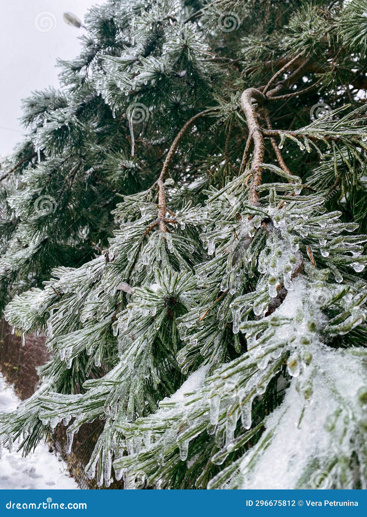 Frozen Pine Tree Branch Covered with Ice after Snowstorm Stock Photo ...