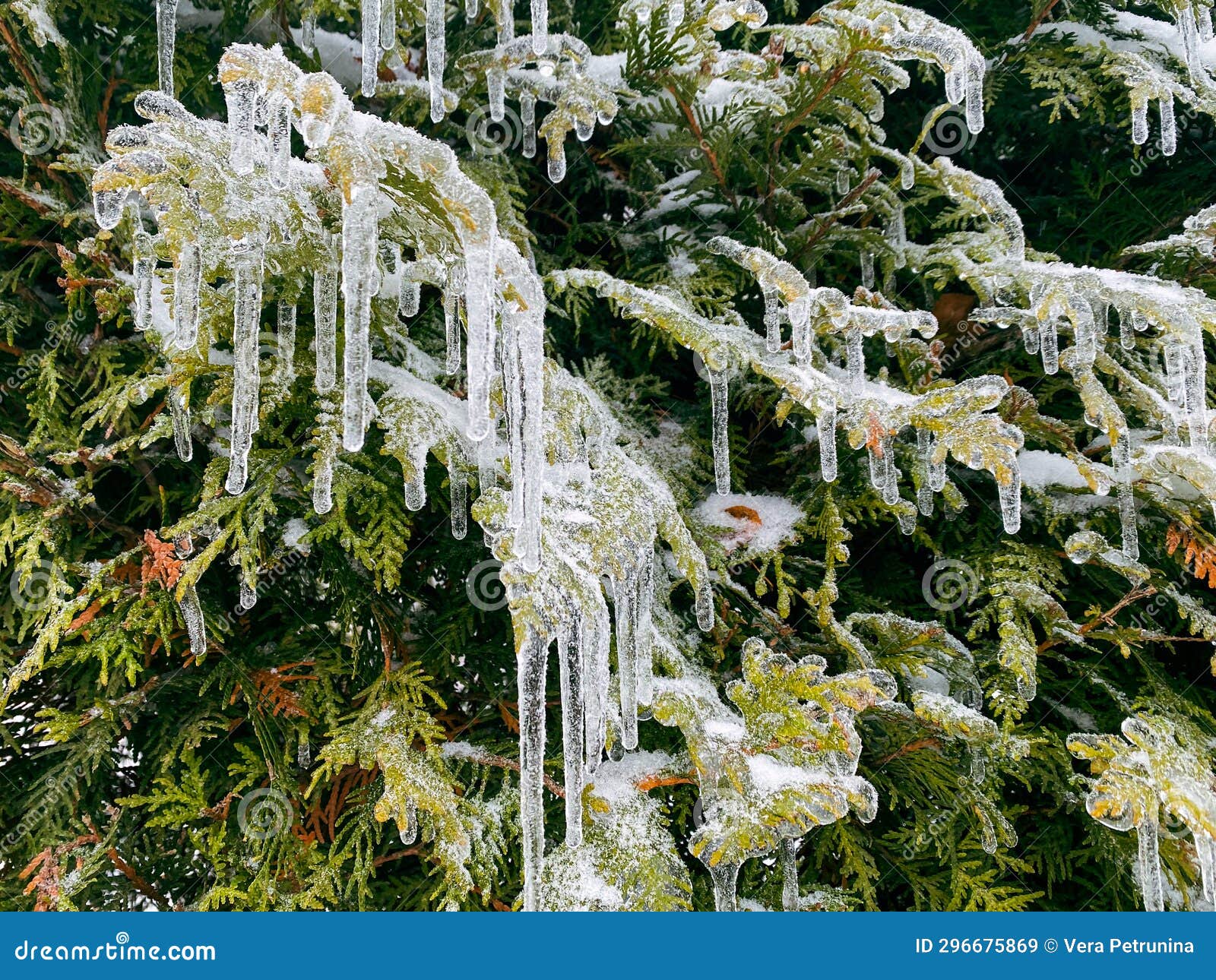 Frozen Pine Tree Branch Covered with Ice after Snowstorm Stock Image ...