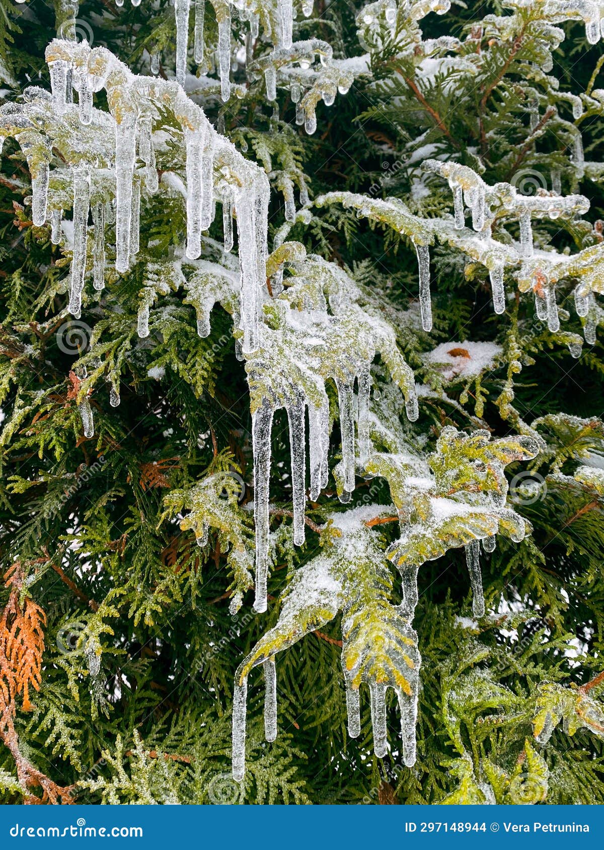 Frozen Pine Tree Branch Covered with Ice after Snowstorm Stock Photo ...