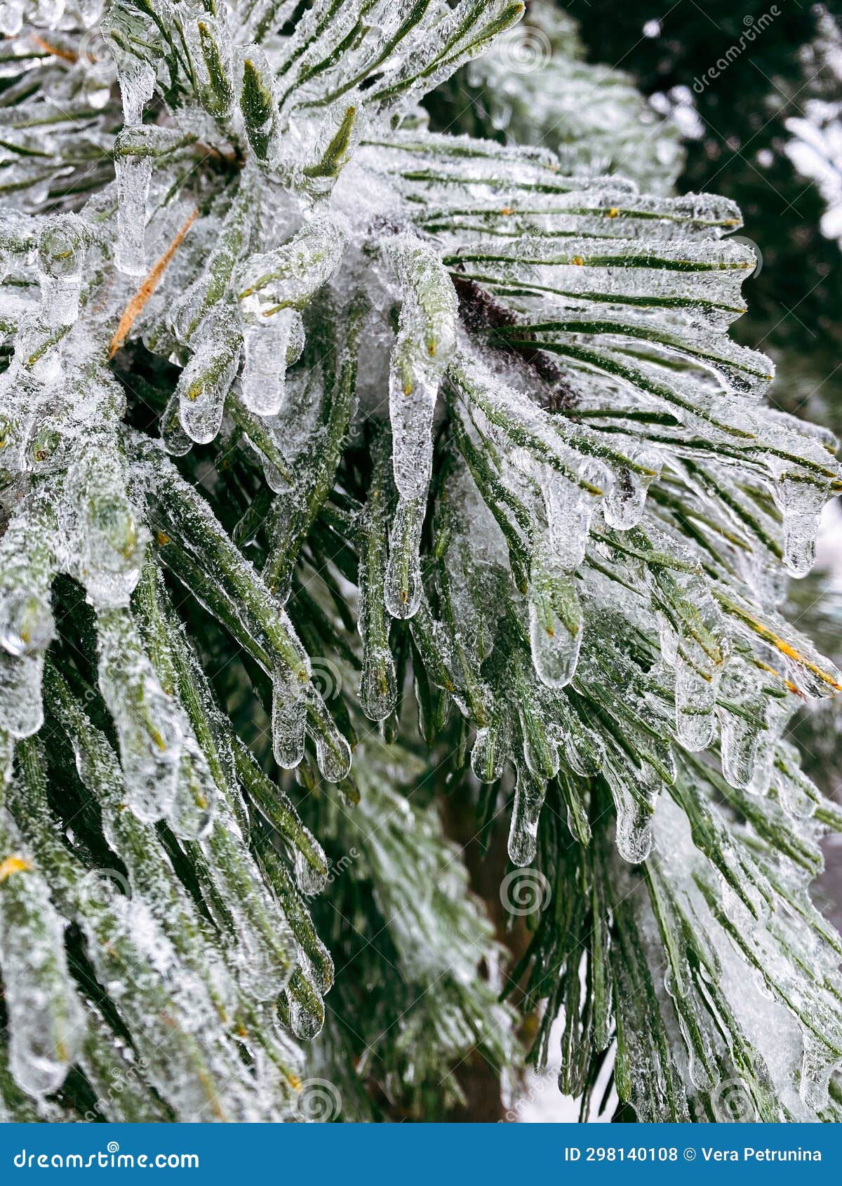 Frozen Pine Tree Branch Covered with Ice after Snowstorm Stock Photo ...
