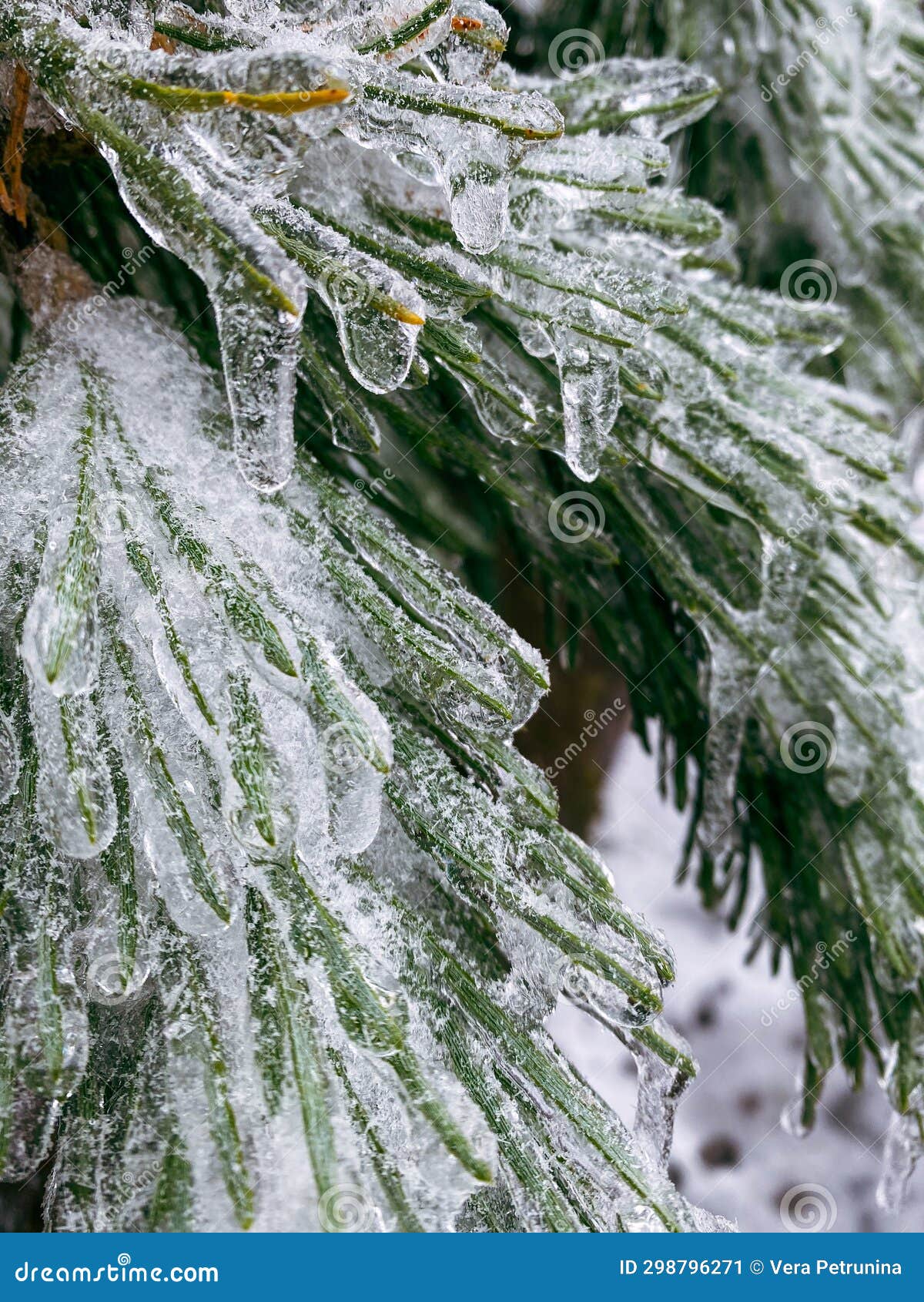 Frozen Pine Tree Branch Covered with Ice after Snowstorm Stock Image ...