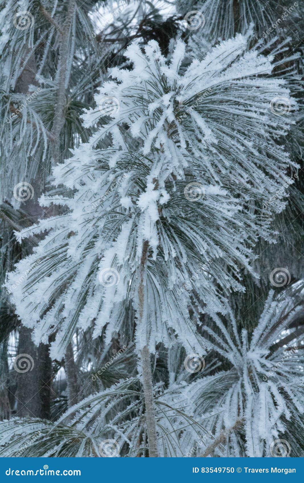 Frozen Pine Tree Branch stock photo. Image of night, morning - 83549750