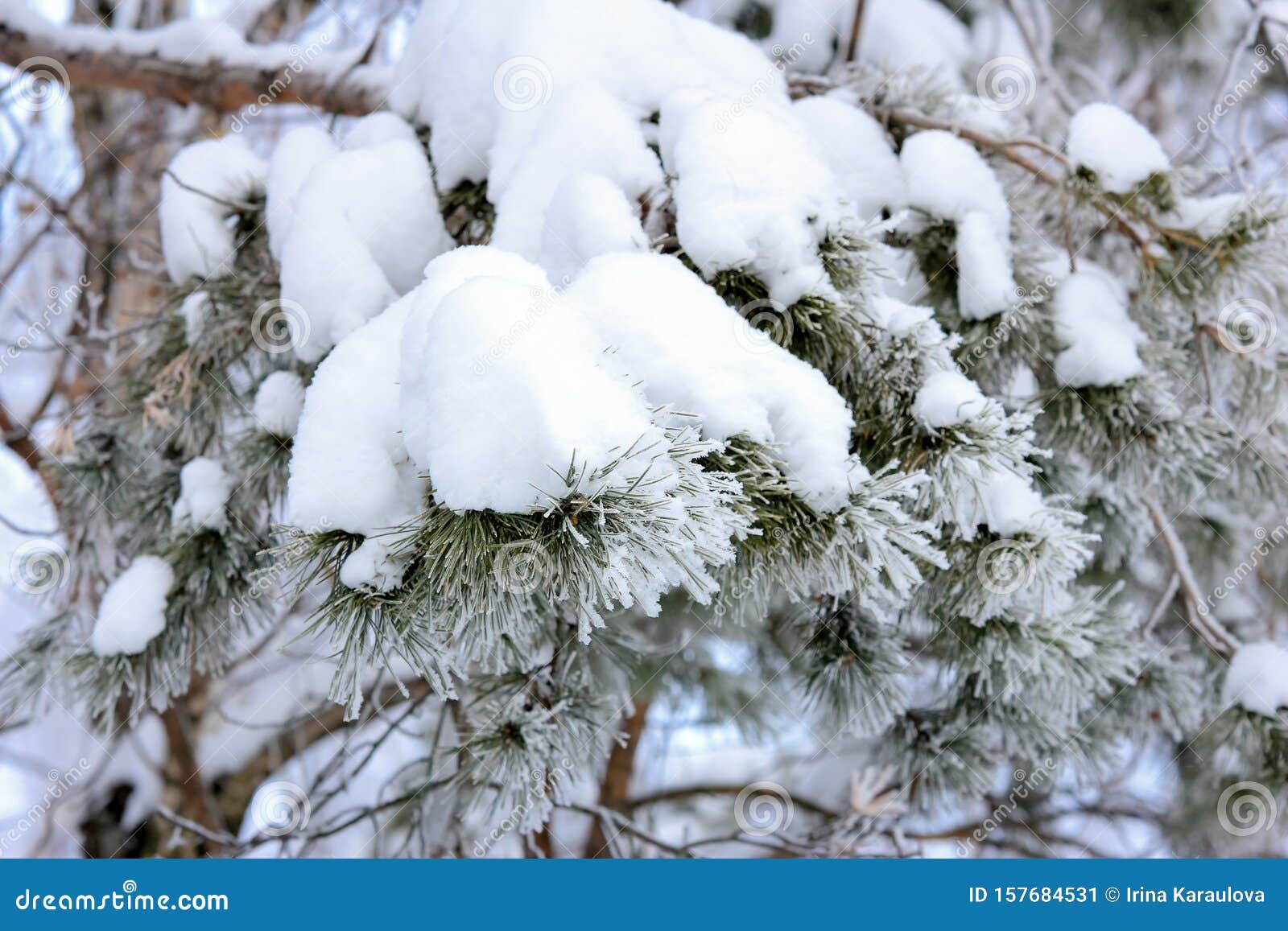 Frozen Tree Branches Covered with Snow and Frost Stock Image - Image of ...