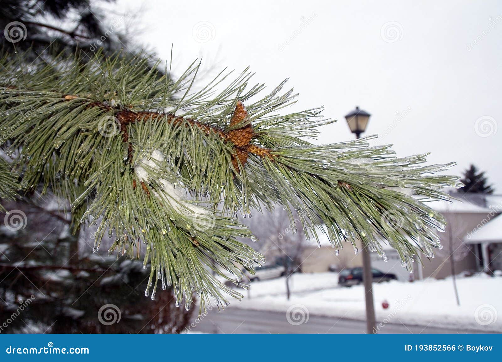 Frozen pine tree stock photo. Image of branch, needle - 193852566