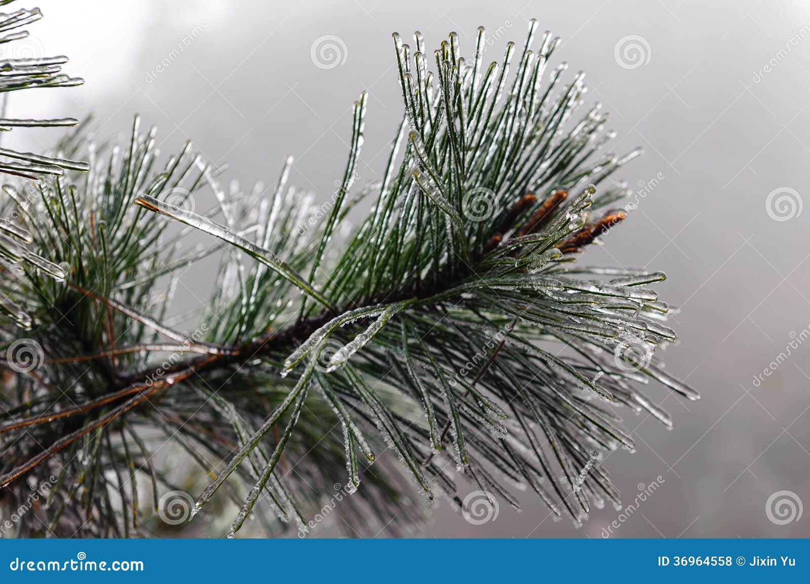 Frozen pine tree leaves stock photo. Image of ecology - 36964558