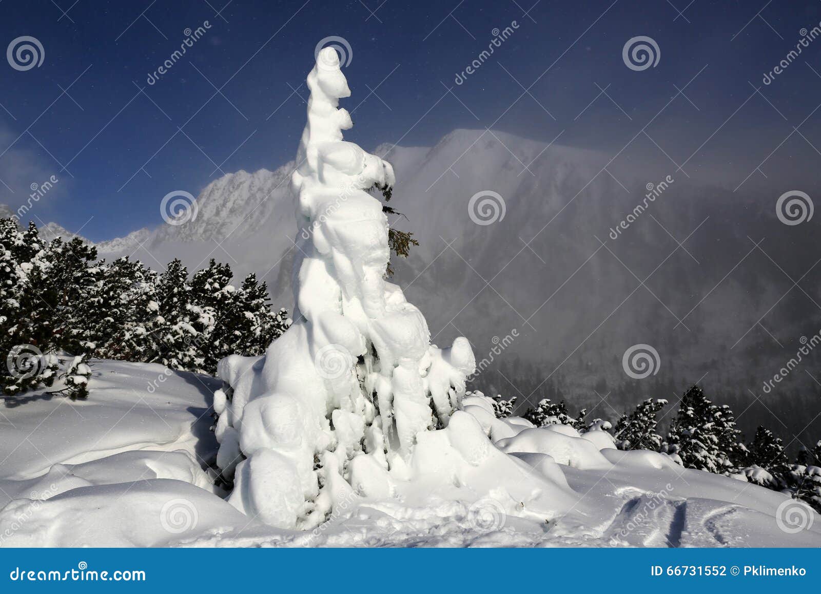 Frozen Pine Tree in Mountains Stock Photo - Image of trees, background ...