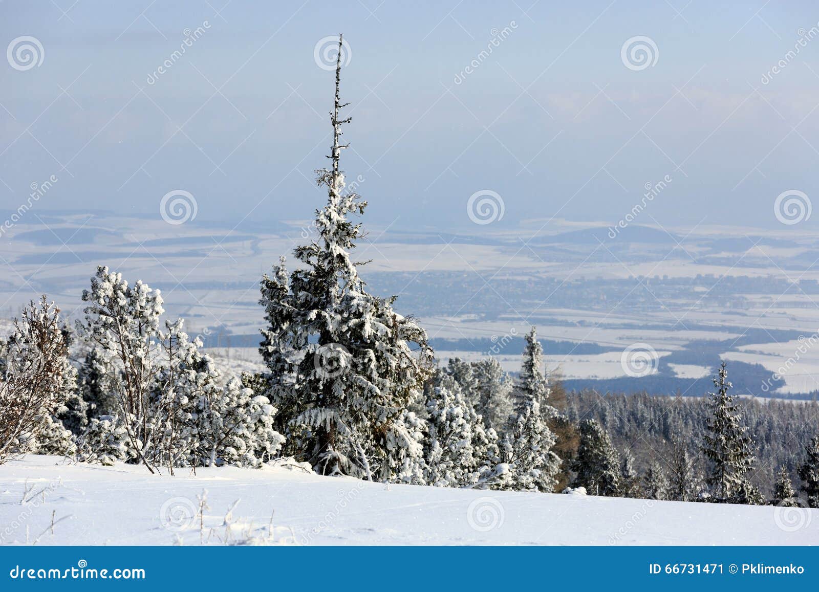 Frozen Pine Tree in Mountains Stock Image - Image of frost, outdoor ...