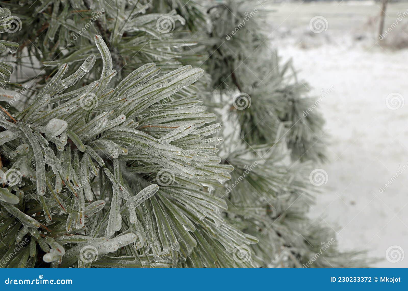 Frozen pine tree needles stock photo. Image of view - 230233372