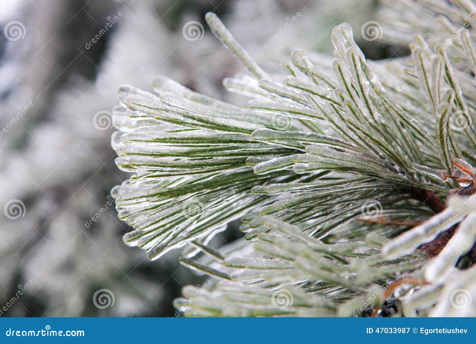 Frozen pine tree stock image. Image of needles, pine - 47033987
