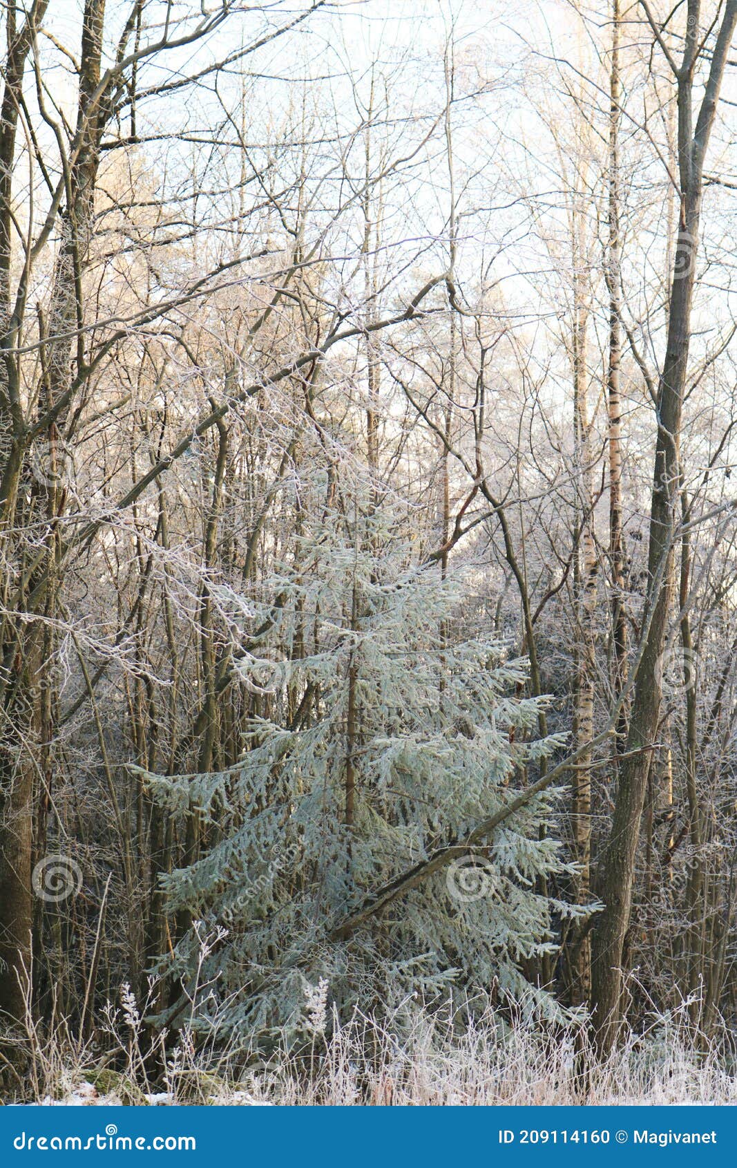 Frozen pine tree stock photo. Image of nature, ottawa - 209114160