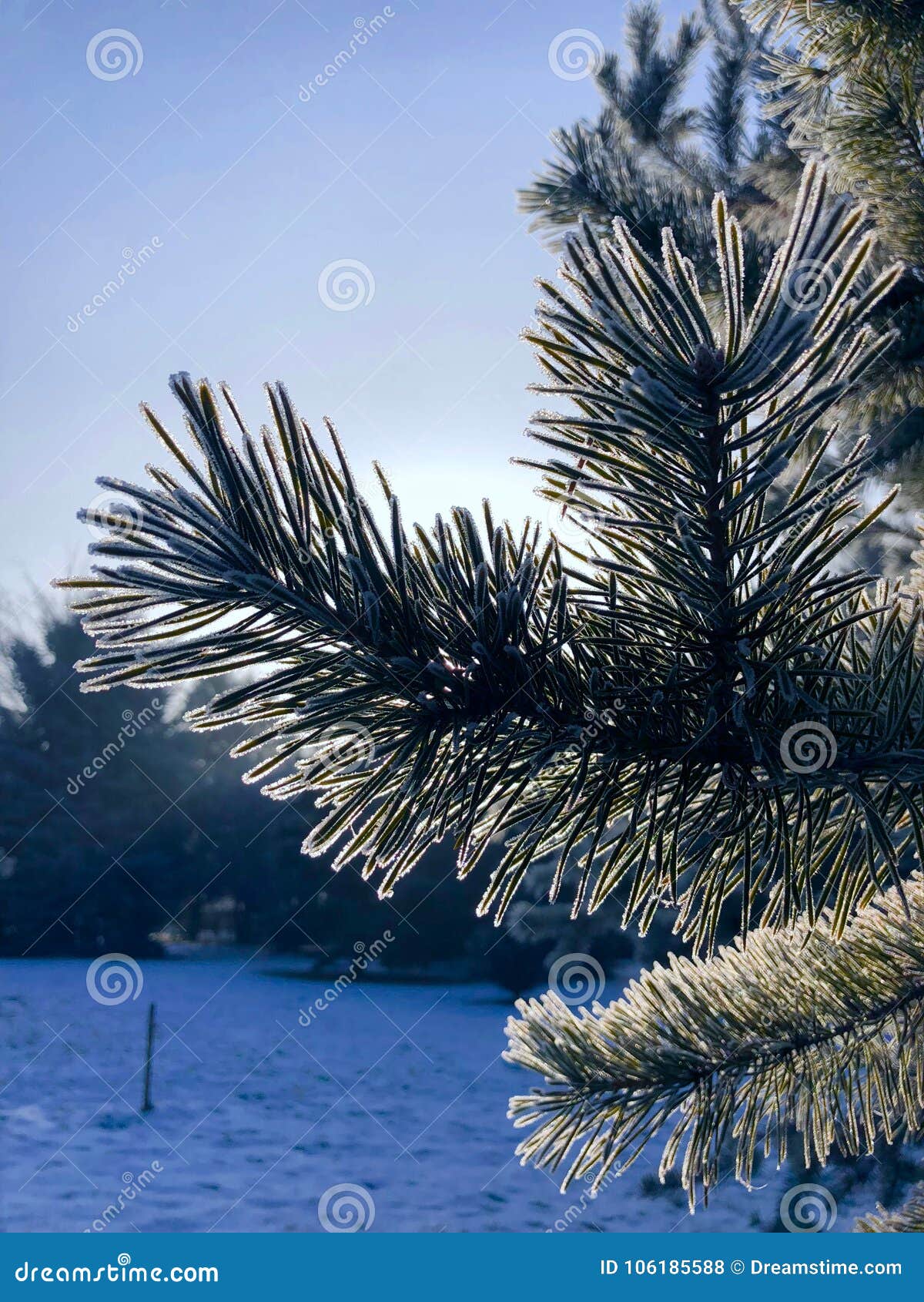 Frozen Pine Tree stock photo. Image of mongolianchina - 106185588