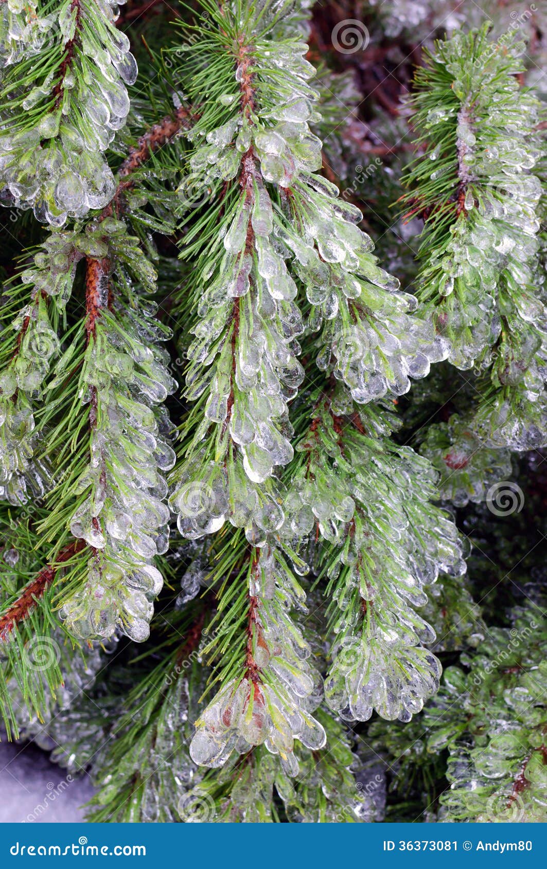 Frozen pine tree stock image. Image of clear, rain, beautiful - 36373081