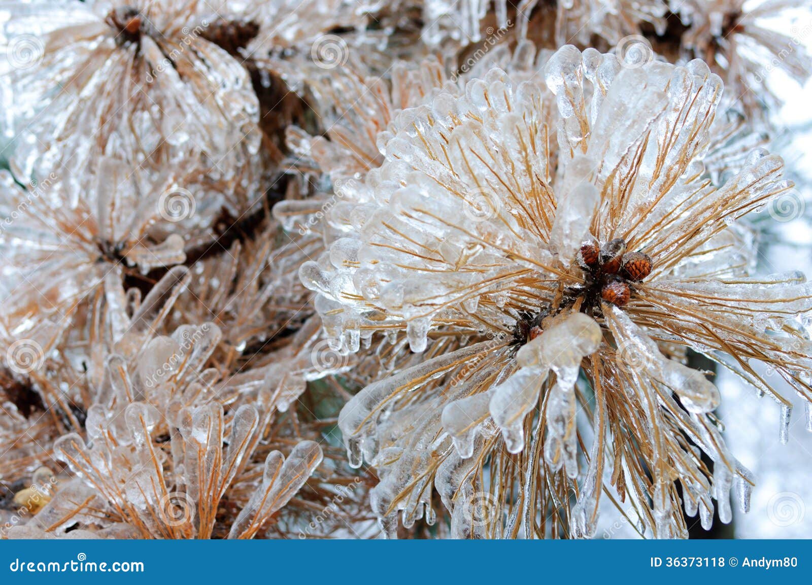 Frozen pine tree stock photo. Image of frigid, cone, cold - 36373118