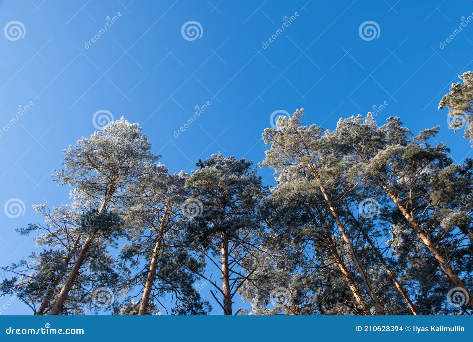Frozen Pine Trees Tops Against Blue Sky Stock Photo - Image of nature ...