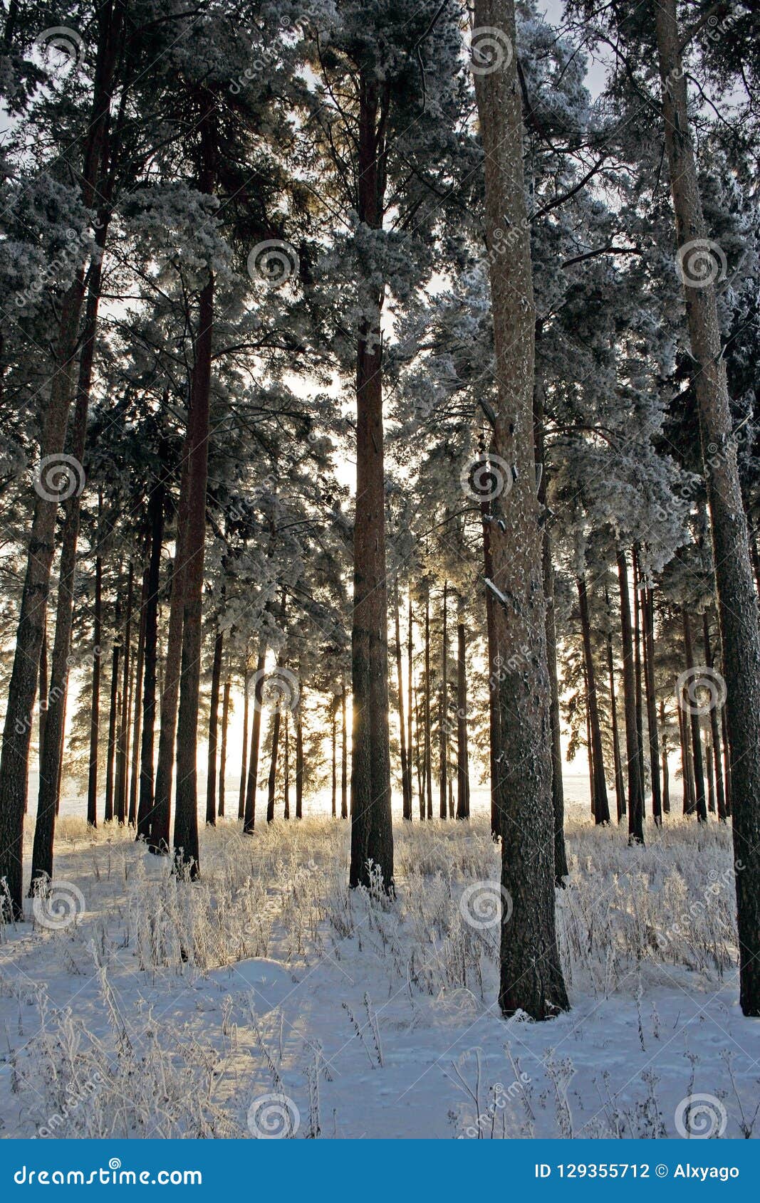 Frozen Pines in the Forest on a Cold Winter Day Stock Photo - Image of ...