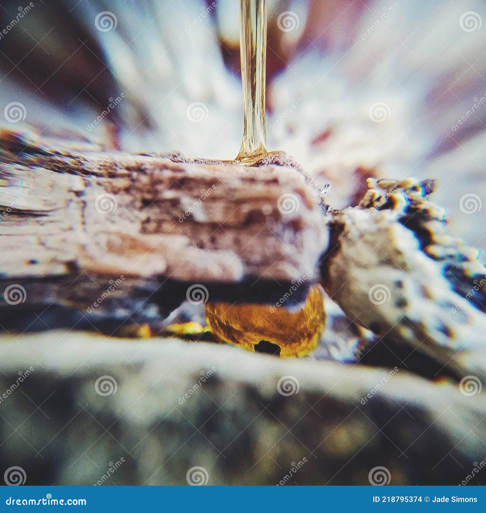 Frozen Pinetree Sap on a Winter Morning.. Stock Photo - Image of ...