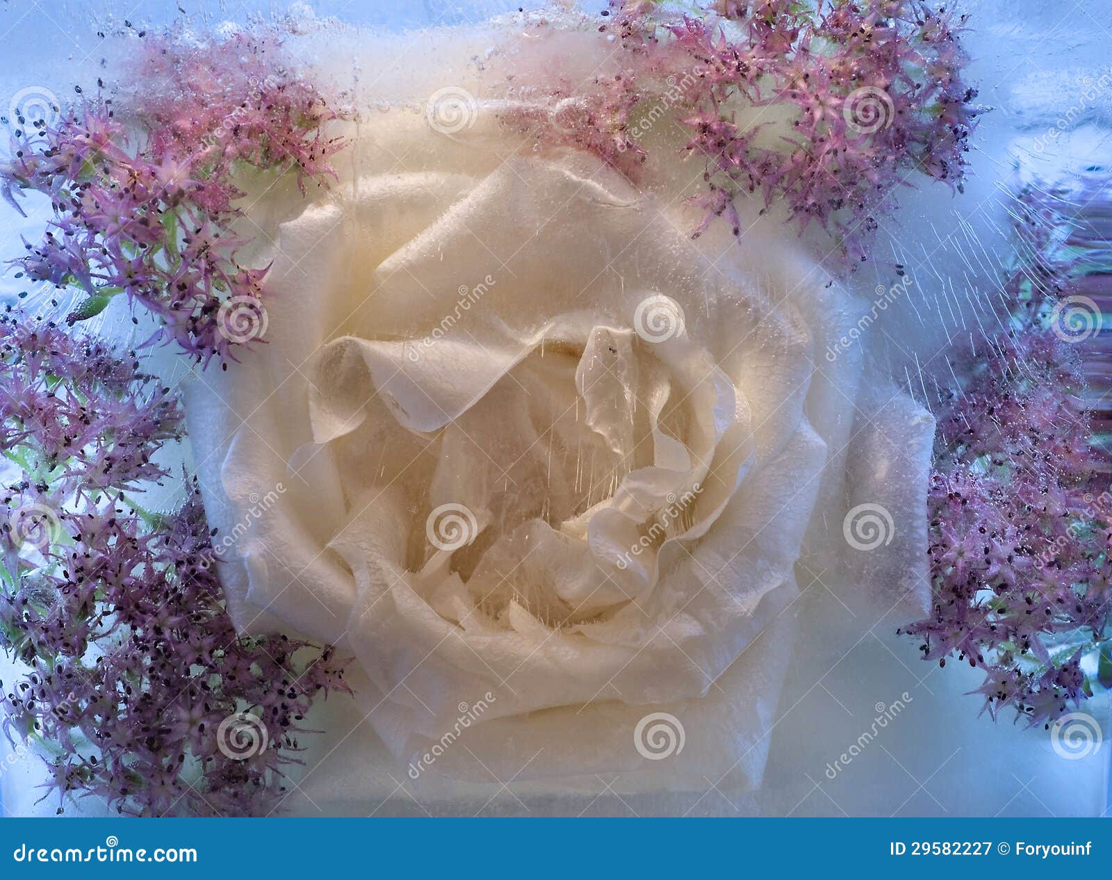 Frozen pink rose flower stock image. Image of petal, cold - 29582227