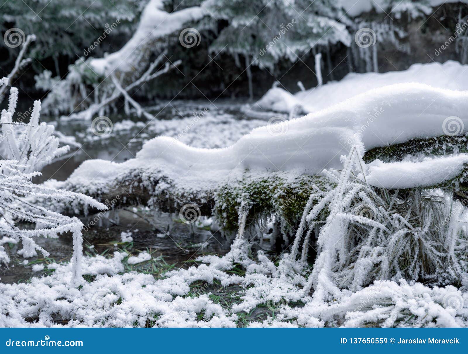 Frozen plant in forest stock image. Image of frozen - 137650559
