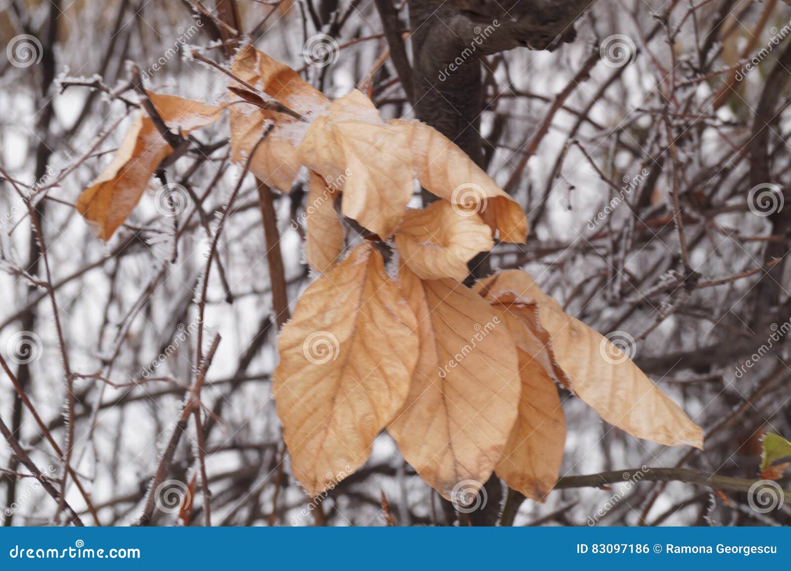 Frozen Plants -leaves Rusty Stock Photo - Image of decoration, snow ...