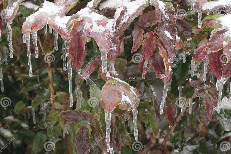 Frozen plants stock photo. Image of fantasy, frost, ornament - 79992524
