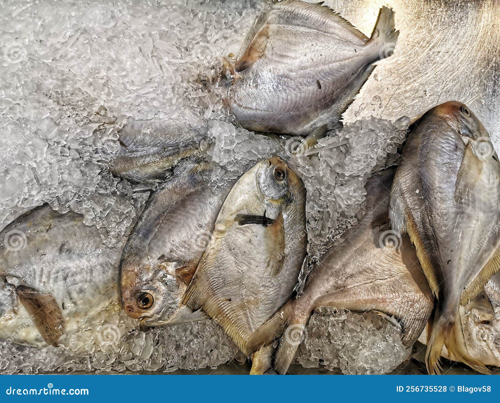 Frozen pomfret fish on ice stock photo. Image of seafood - 256735528