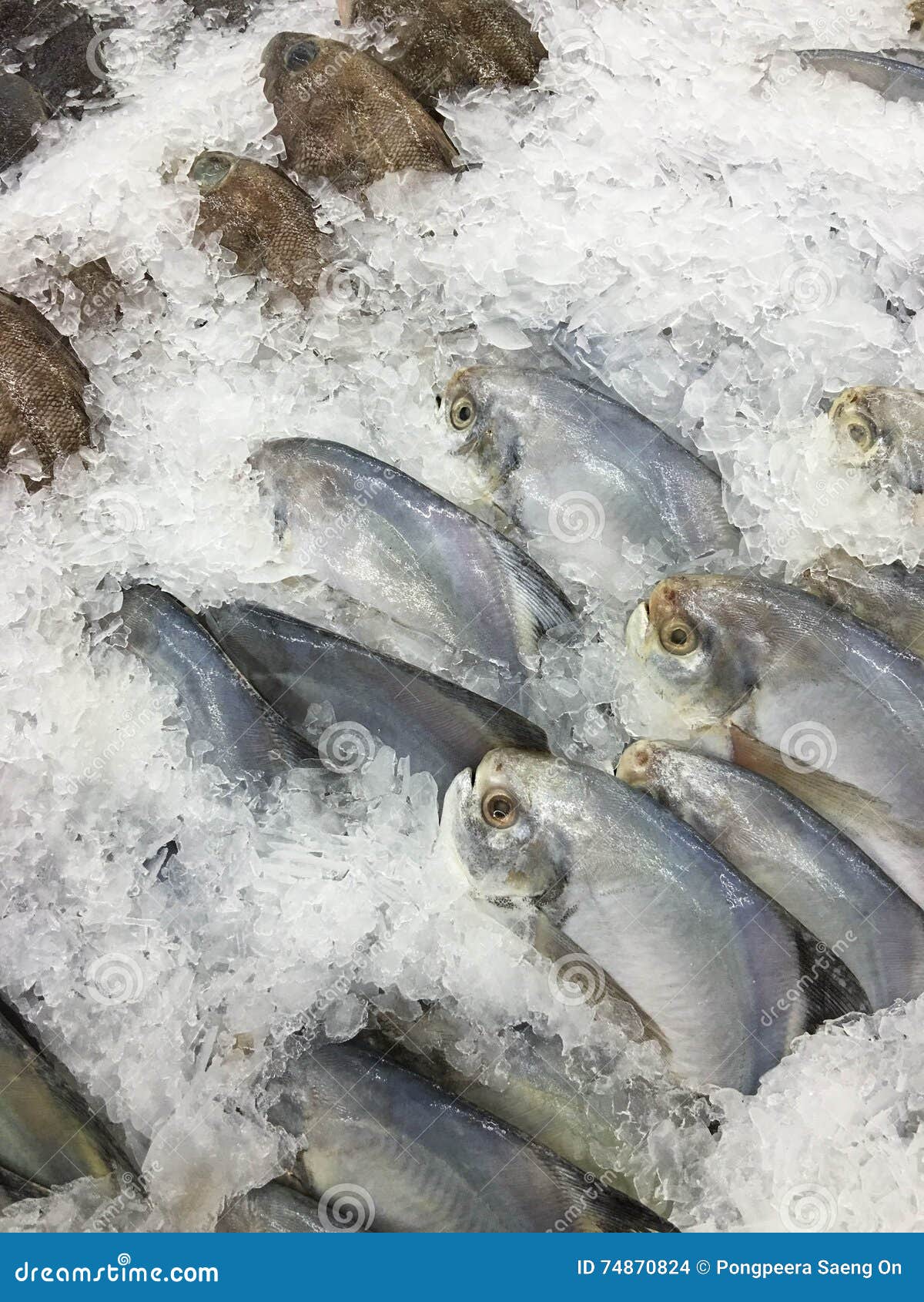 Frozen (Pomfret) fish stock photo. Image of fishing, marine - 74870824