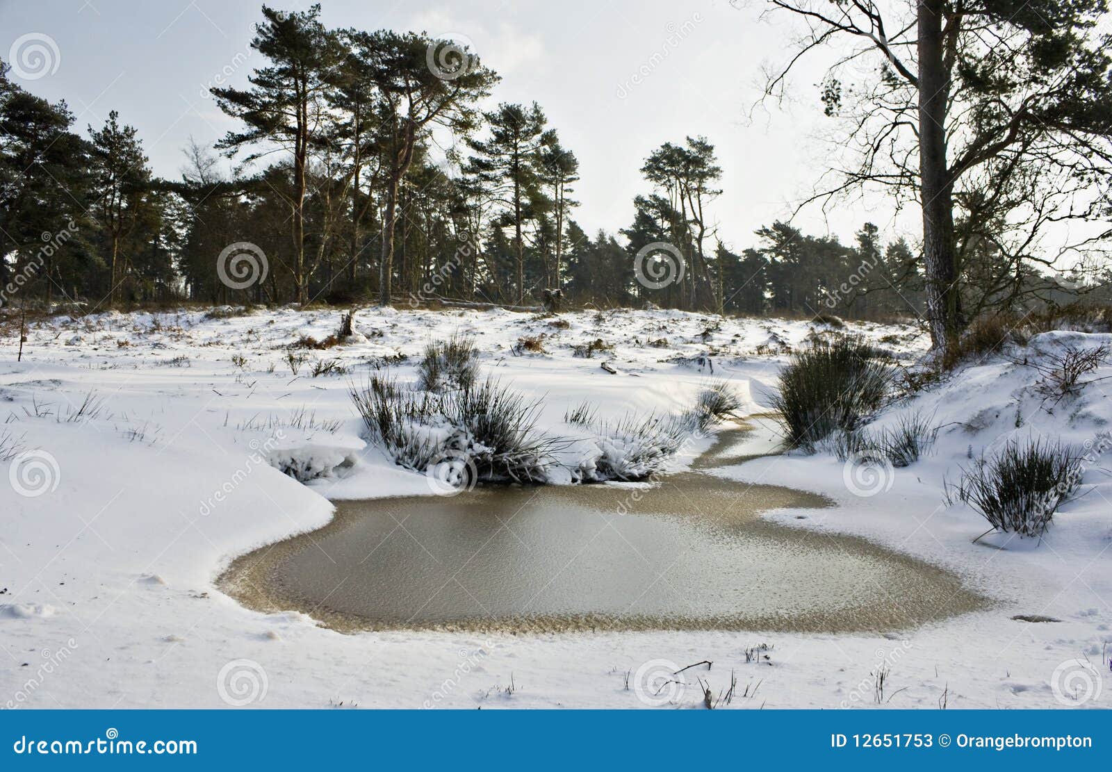 Frozen pond stock image. Image of frozen, water, landscape - 12651753