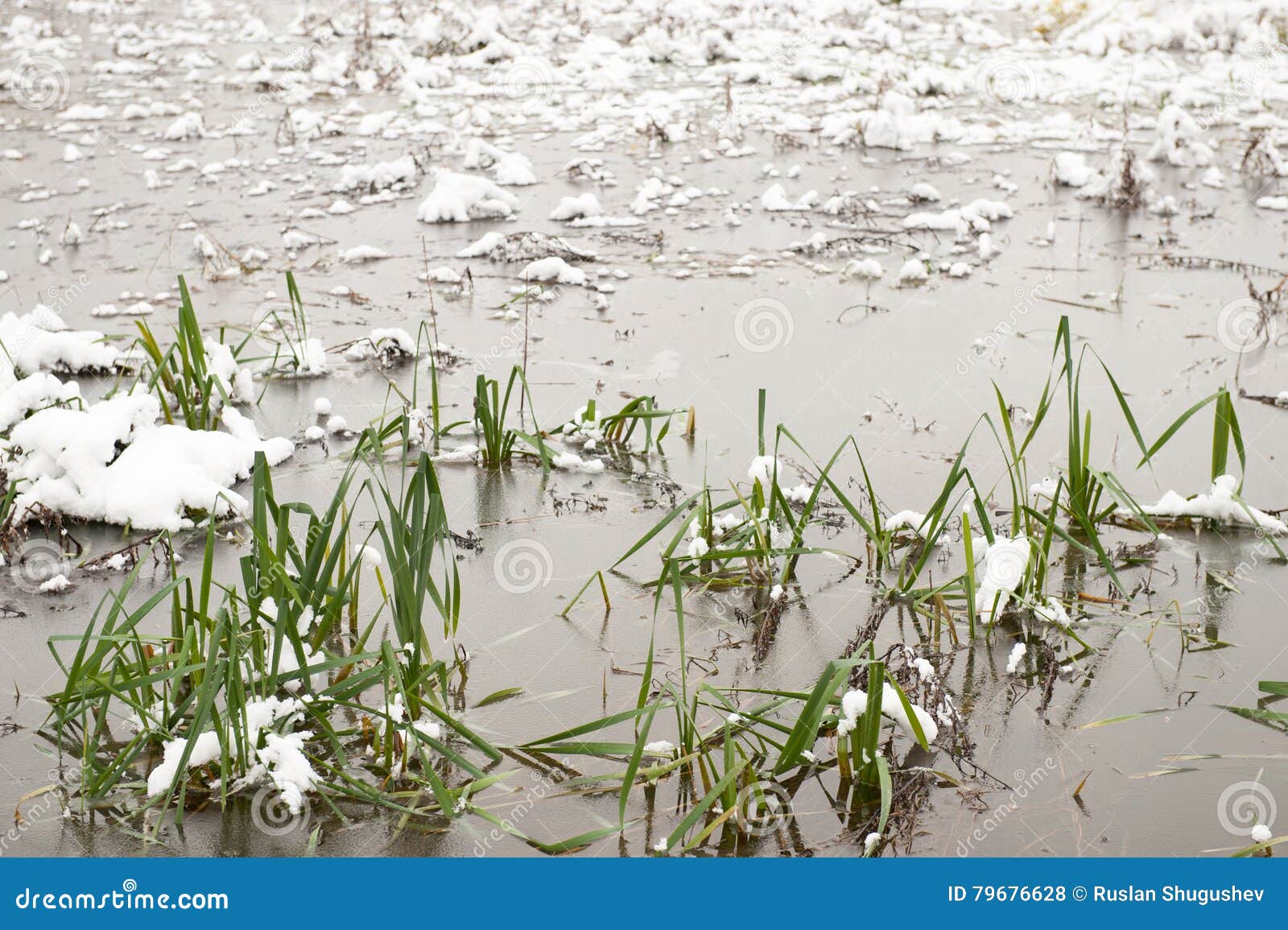 Frozen Pond Covered with Ice and Snow and Green Vegetation Stock Photo ...